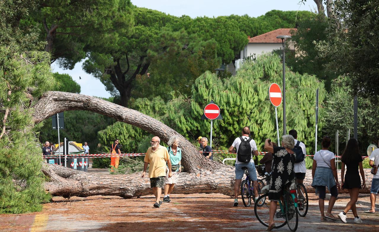 Pini sradicati dal vento, stanziati 250mila euro