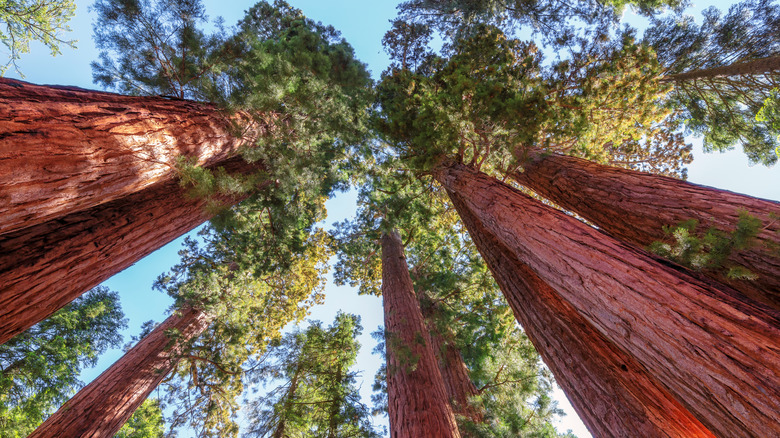 The U.S. State With The Most National Forests Feels Like A Real-Life ...