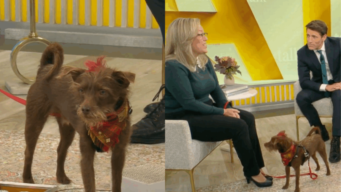 Rescue Dog Left Behind After Hurricane is Crowned World’s Cutest Dog