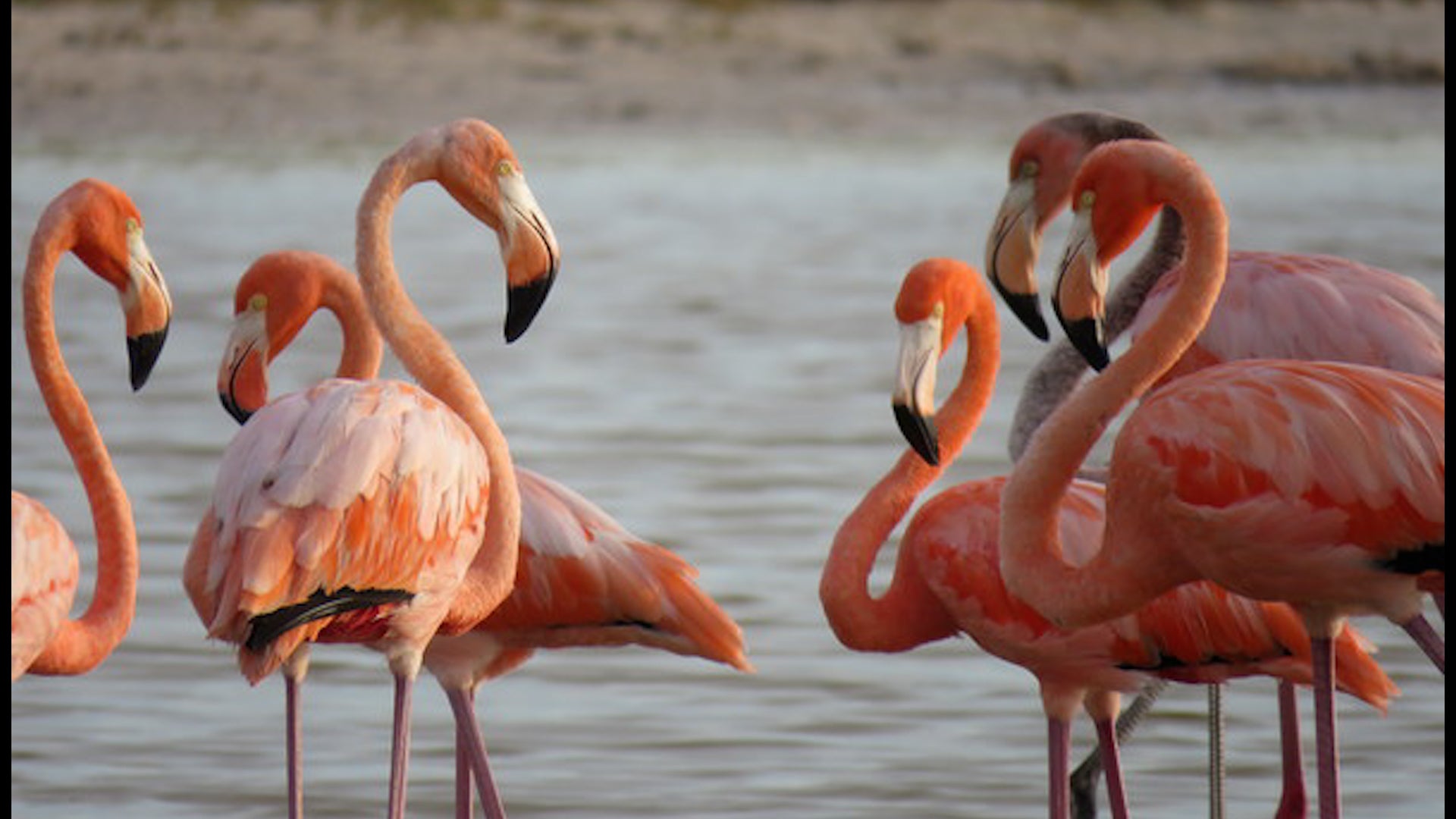 'It's Been 125 Years And They're Back': Inside Florida's Fight To ...