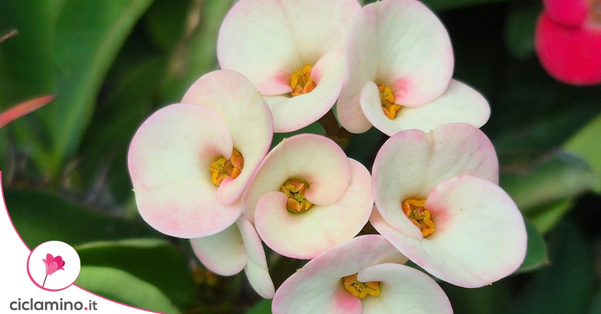 Questo fiore è di una pianta che fiorisce per tutti i mesi autunnali e ...