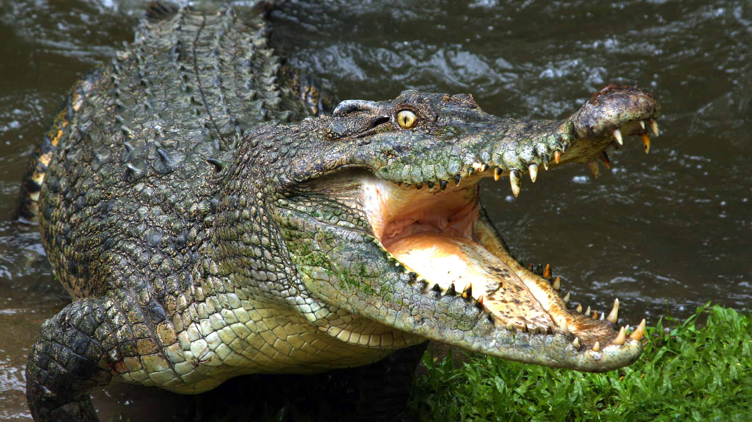 5 animals that can kill a crocodile (and actually do)