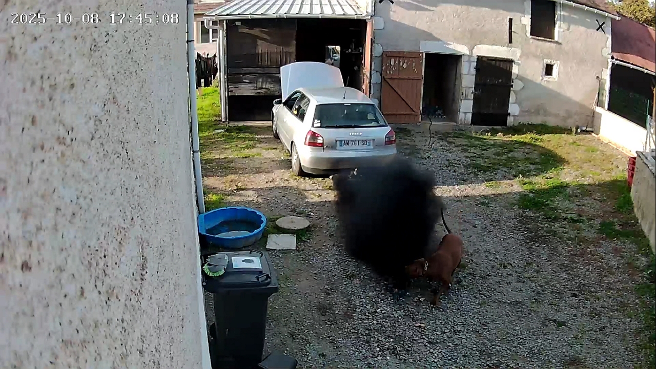 Dog startled by car exhaust smoke in Benavent, France