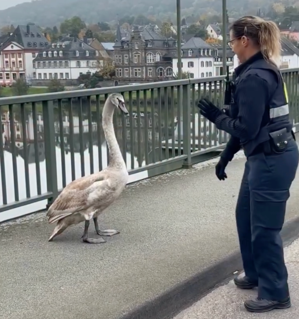 See it: Police officer rescues reluctant swan from side of busy German road