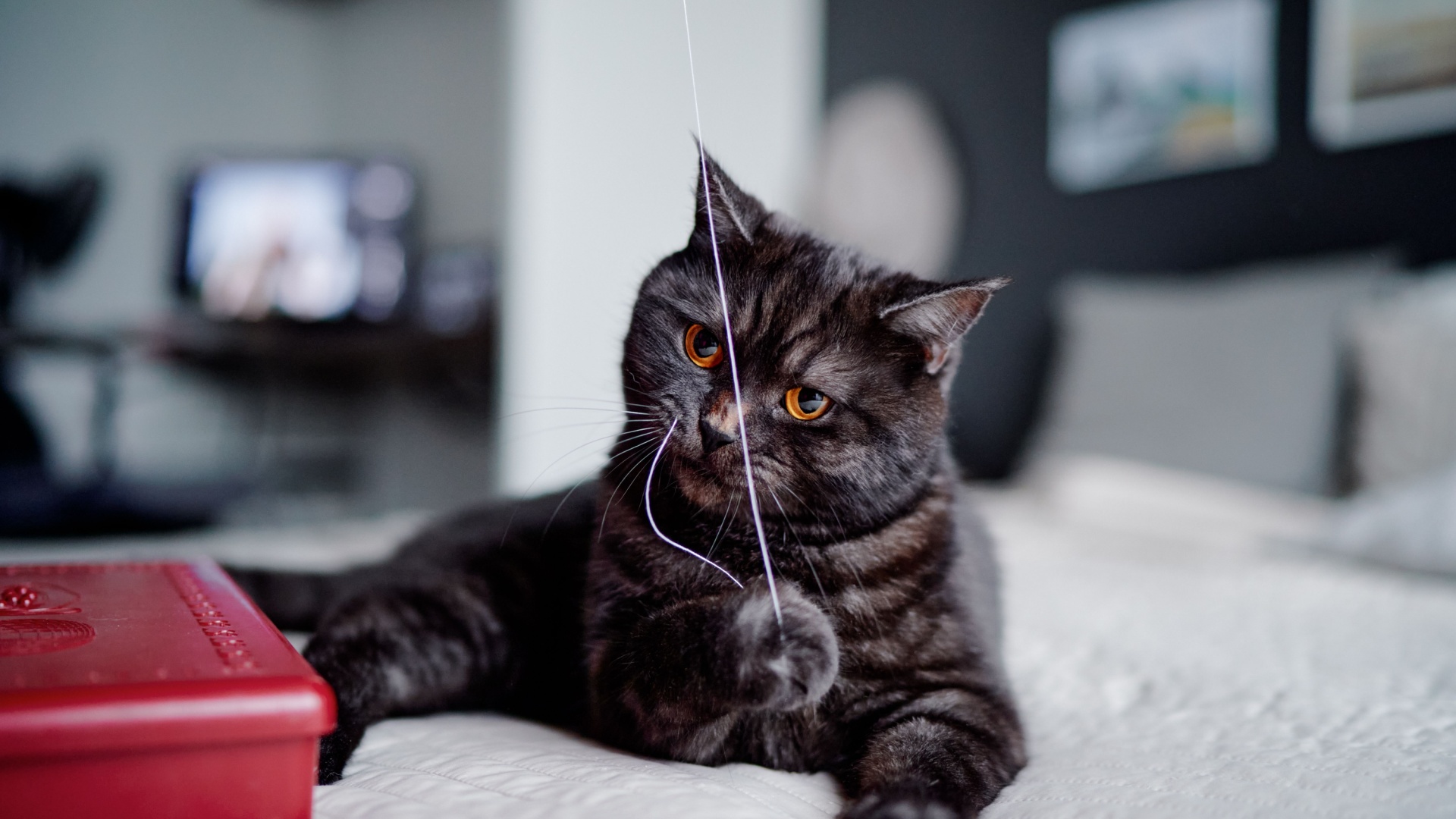 8 Signs Your Cat Is Healthy