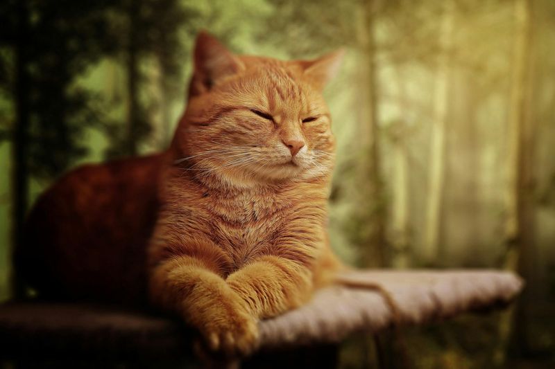 8 Signs Your Cat Is Healthy