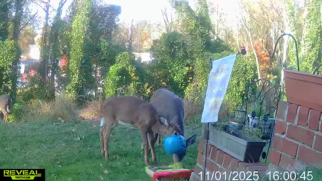 Blue bucket deer spotted again in Baltimore County