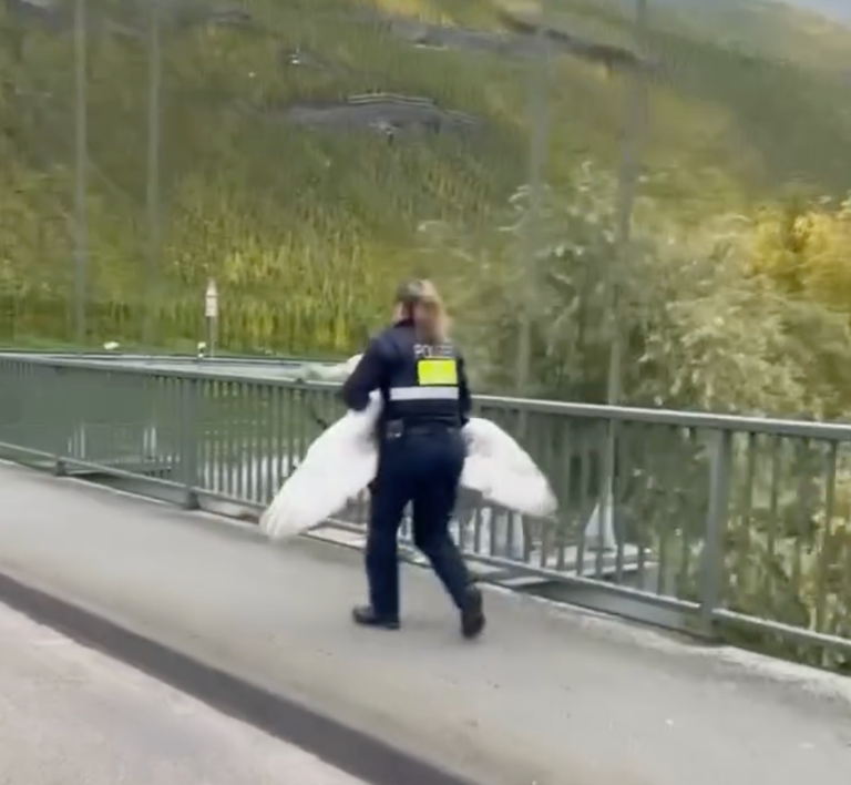 See it: Police officer rescues reluctant swan from side of busy German road