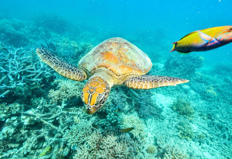 Your Complete Guide To Sea Turtles