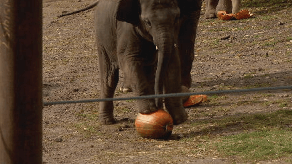 Zoo animals squash leftover pumpkins in post-Halloween treat day