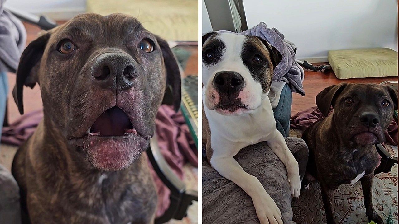 Talking dogs hilariously argue over saying “momma”