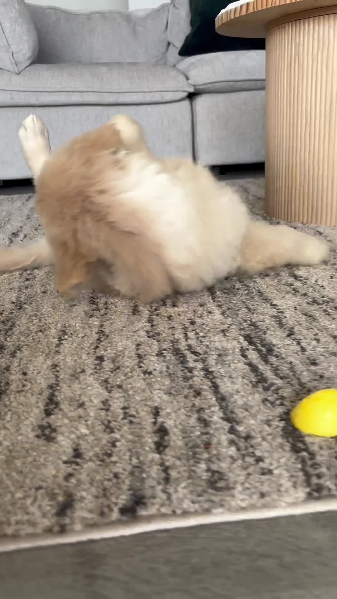 Puppy's Adorable Encounter with a Lemon Slice