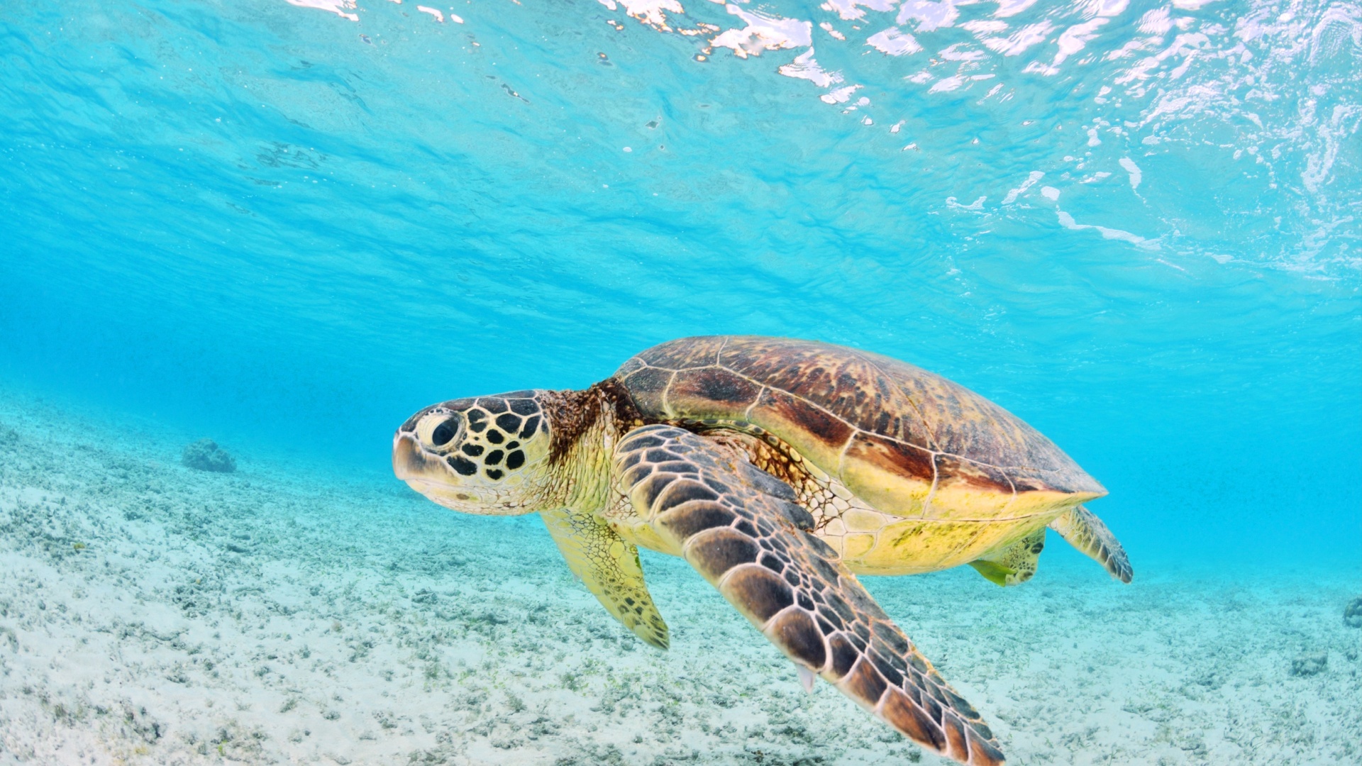 Your Complete Guide To Sea Turtles