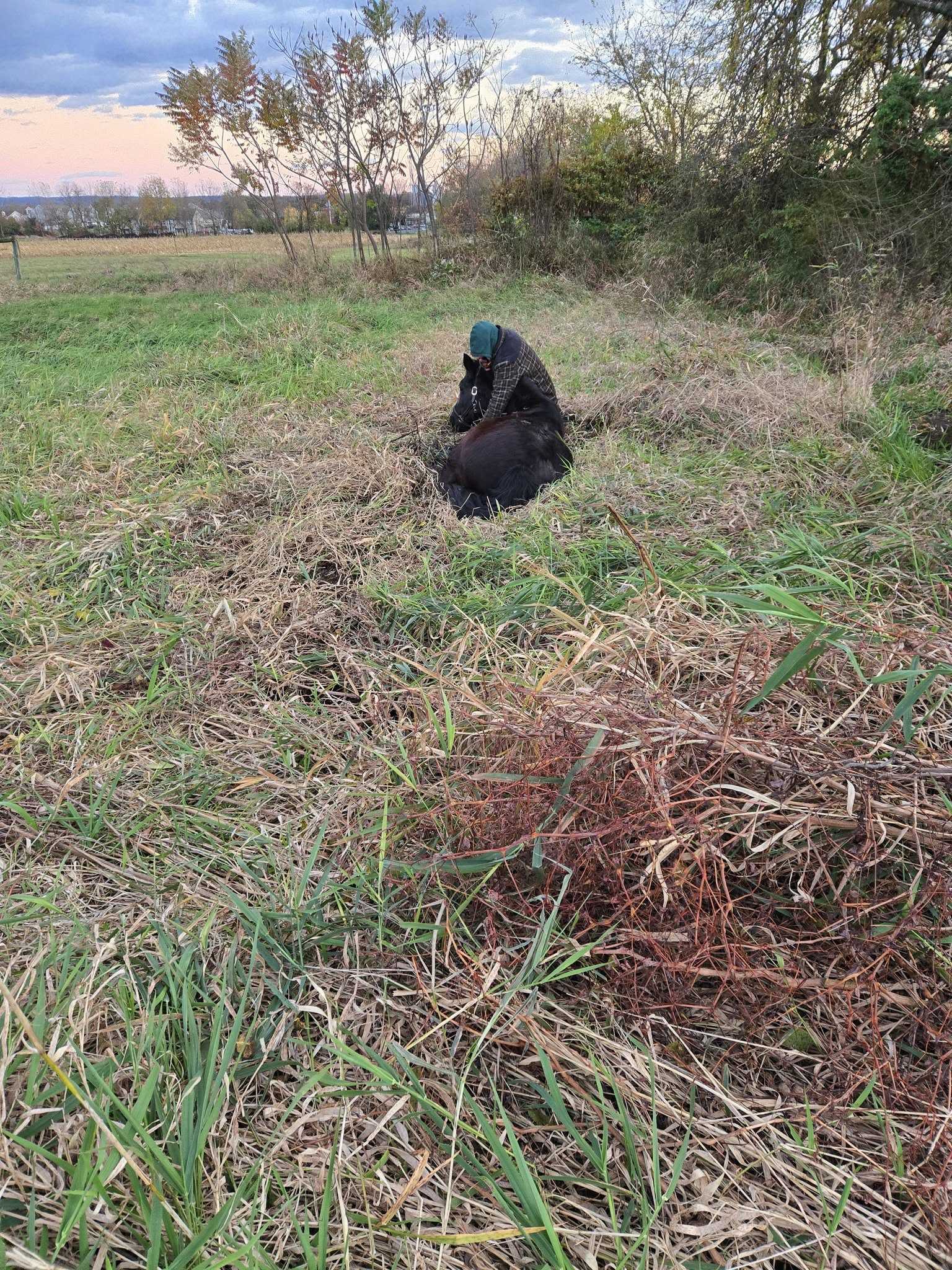 1,200 pound horse rescued from muddy pond in Palmyra