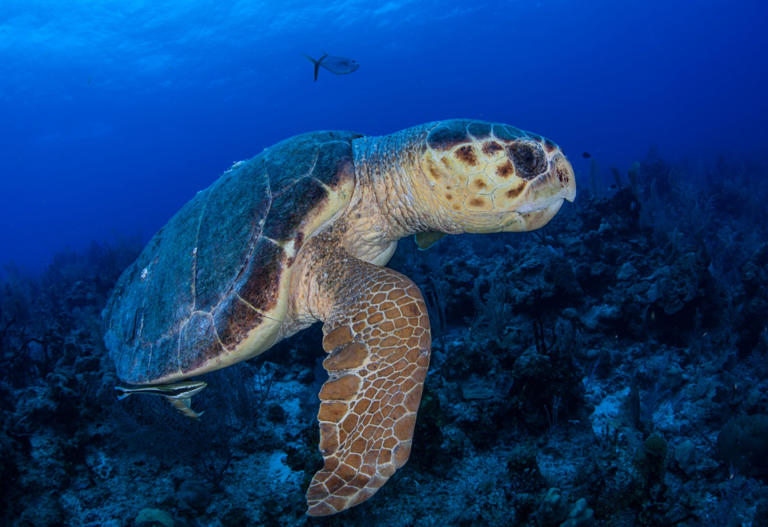 Your Complete Guide To Sea Turtles