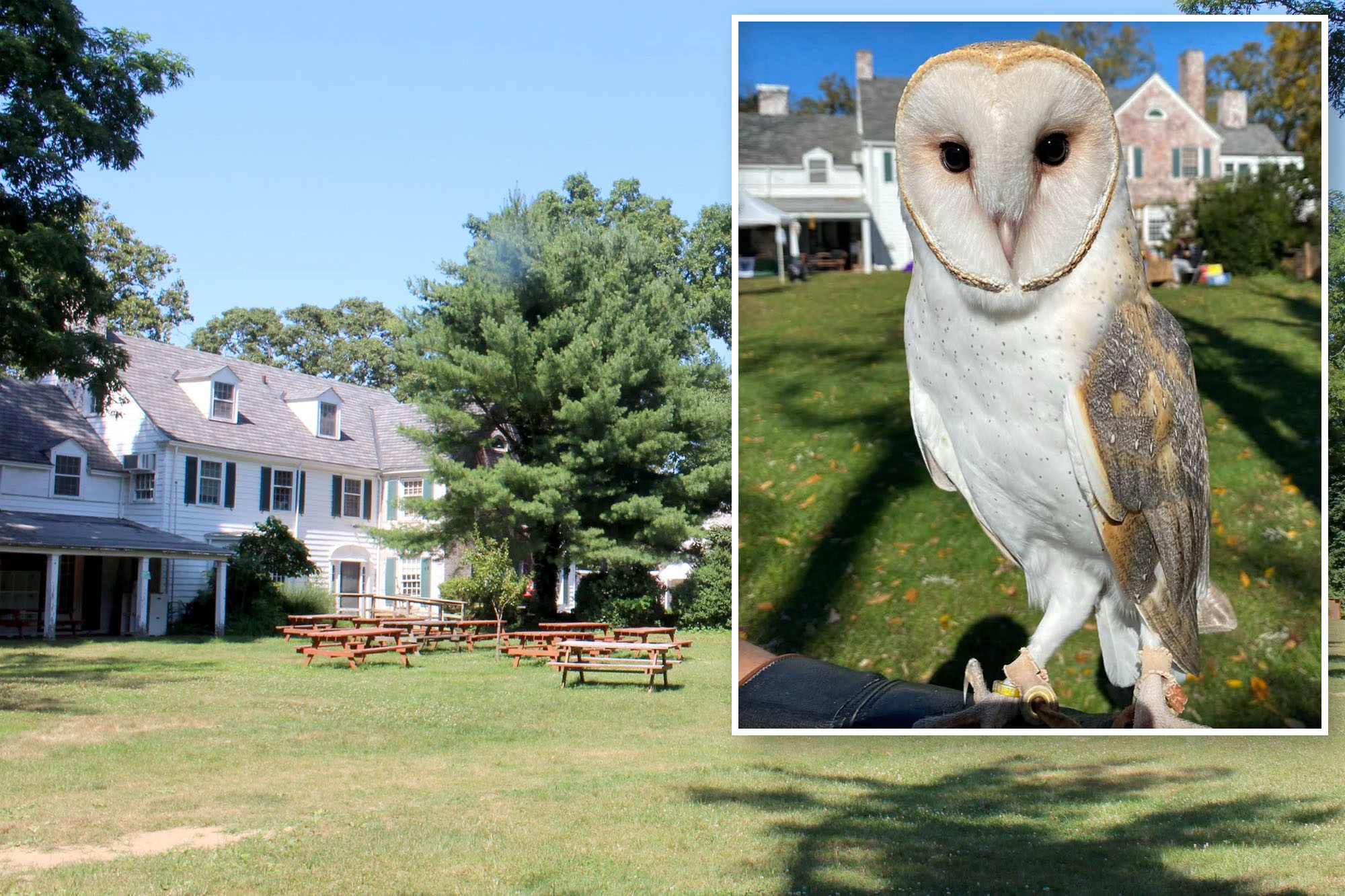 Search continues for popular Long Island barn owl who flew the coop ...