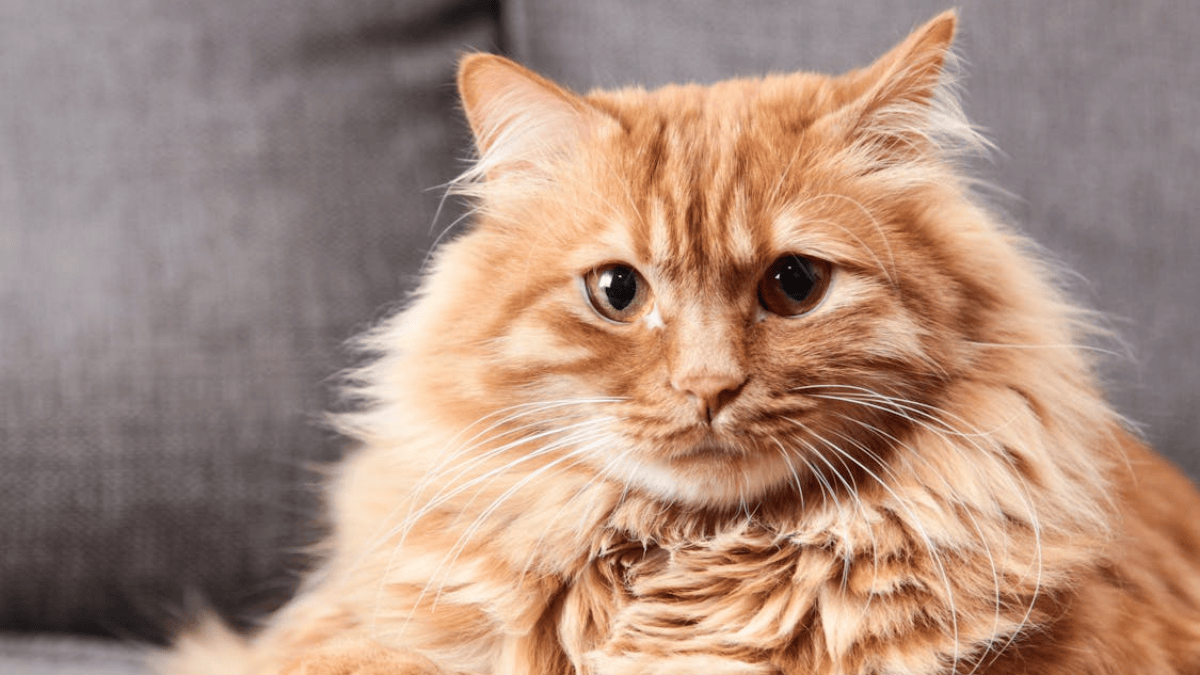 Messages your cat wants you to carry in your heart (even when he's gone)