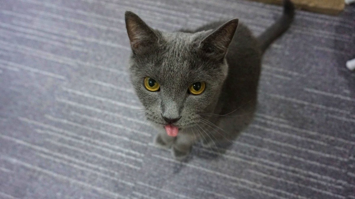 16 secrets that senior cats want you to know, according to experts
