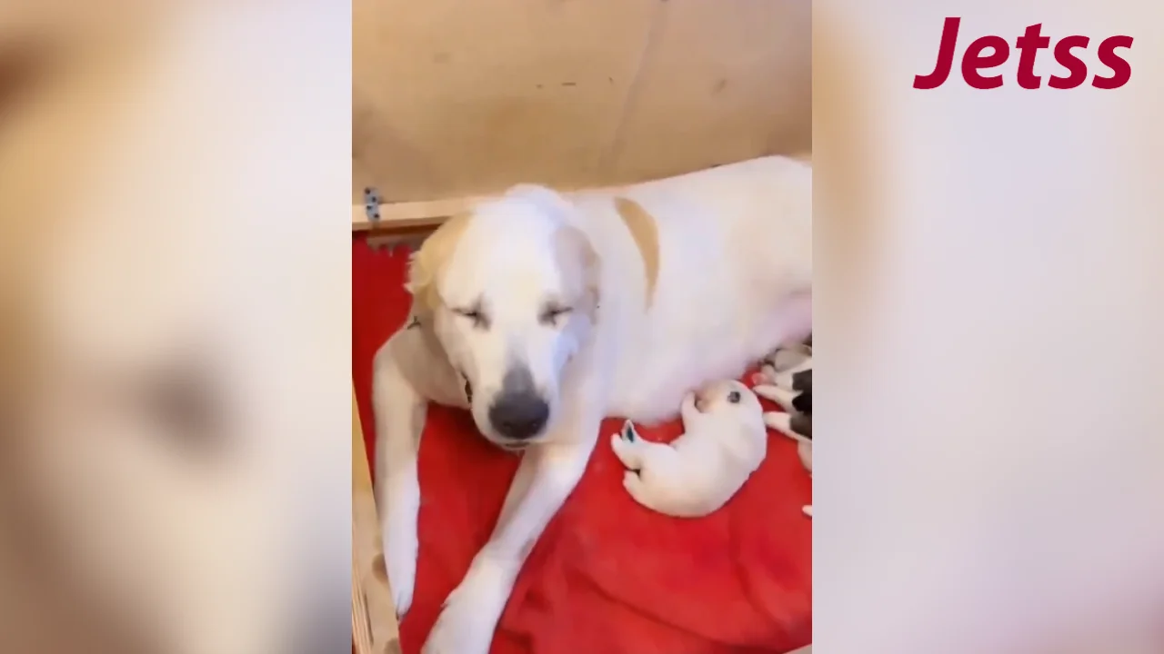 Mamãe cachorra se emociona ao dar à luz e comemora chegada dos filhotes