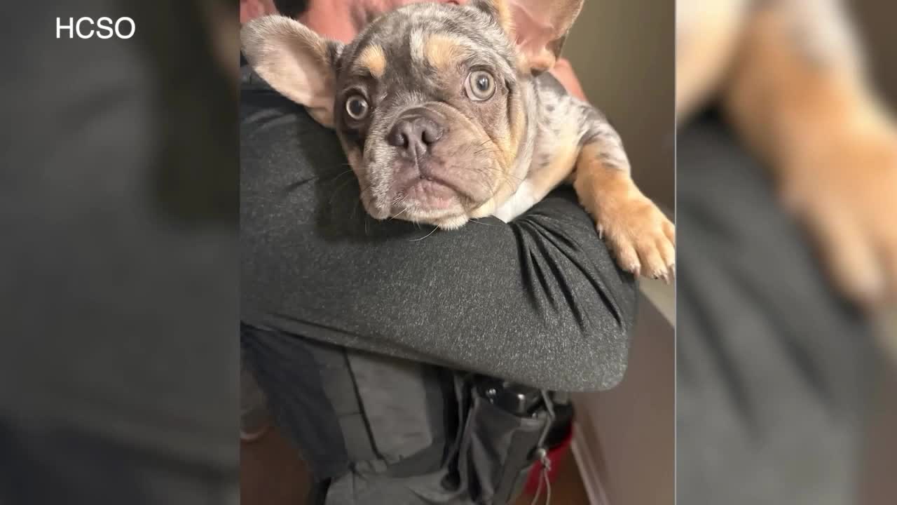 French Bulldog found after stolen by teens