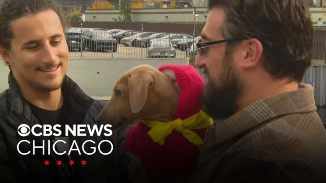 PAWS Chicago held adoption event at Salt Shed in Goose Island