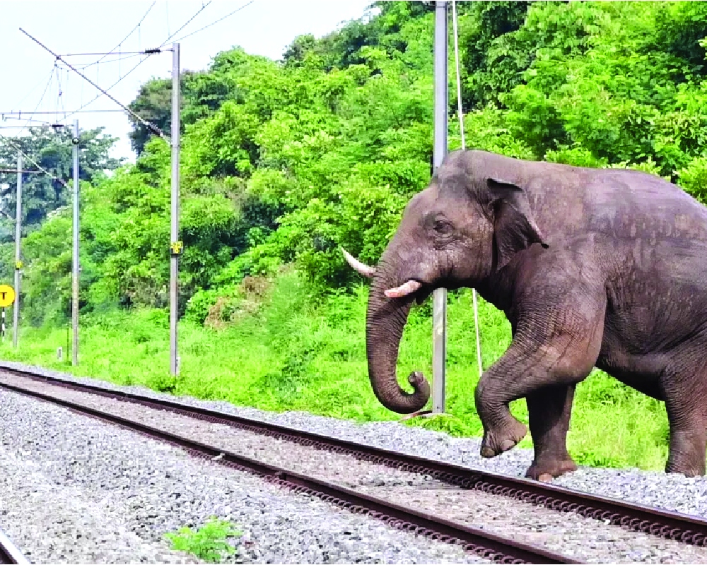 Railway's swift action ensures safe crossing for 22 elephants