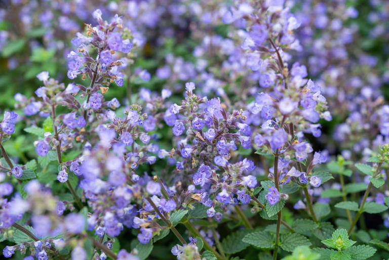 狭い庭でも大丈夫！庭を広く見せてくれるおすすめ植物6選