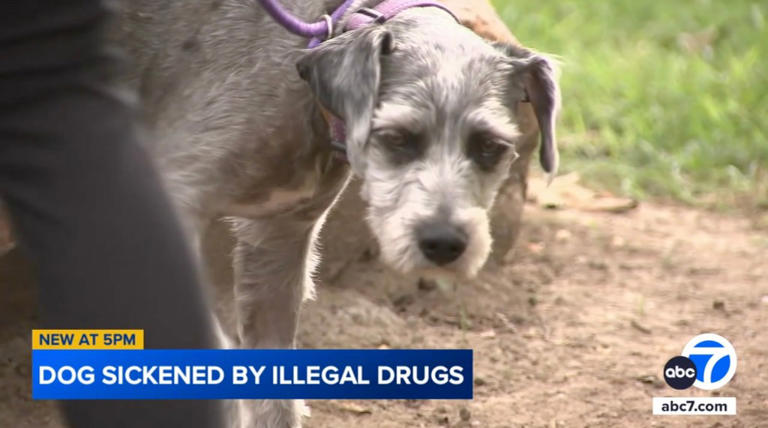 Dog is rushed to vet after ingesting methamphetamine during walk in ...