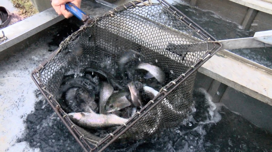 Iowa DNR releases Rainbow Trout into Stolley Park Pond outside Spencer