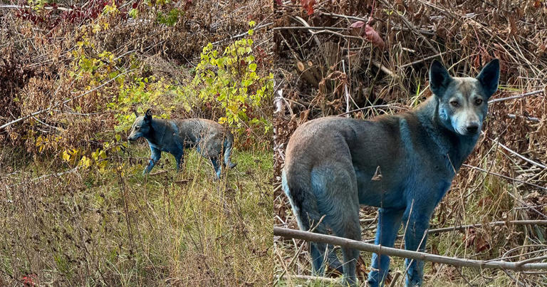 Researchers explain why stray dogs spotted in Chernobyl appear blue
