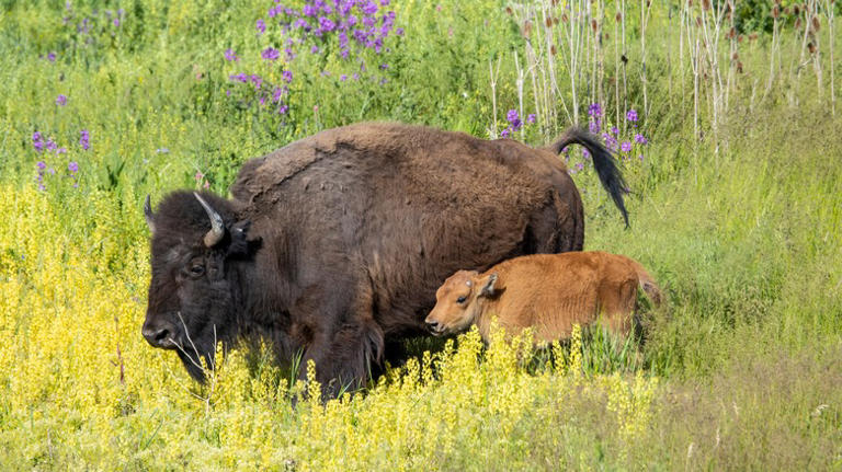 Montana's Underrated Refuge Is The Best Destination To See Bison Roam ...