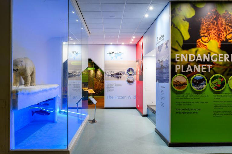 We're making changes to gallery at World Museum Liverpool after 'sad ...