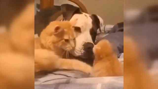 Un gesto de confianza: mamá gata presenta con ternura a su cachorro al ...