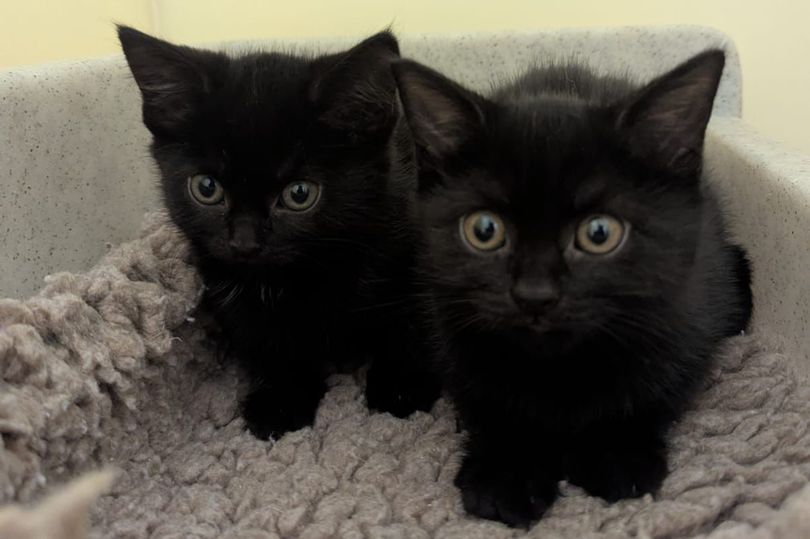 'Aggressive' pet owner abandoned kittens at Coventry RSPCA