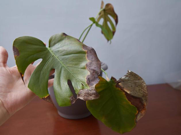 Monstera Dunkle Flecken
