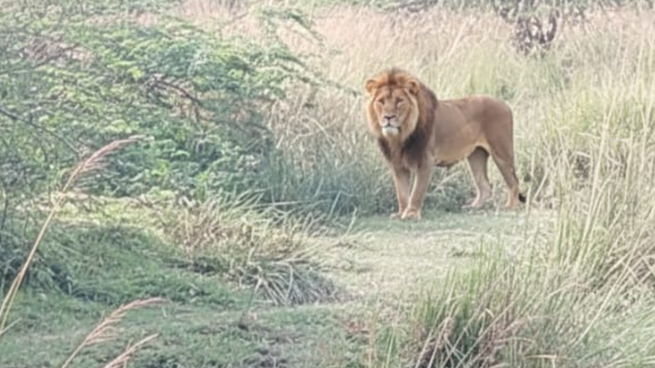Barabanki: AI-generated photo of 'lion sighting' in Dewa forest block ...