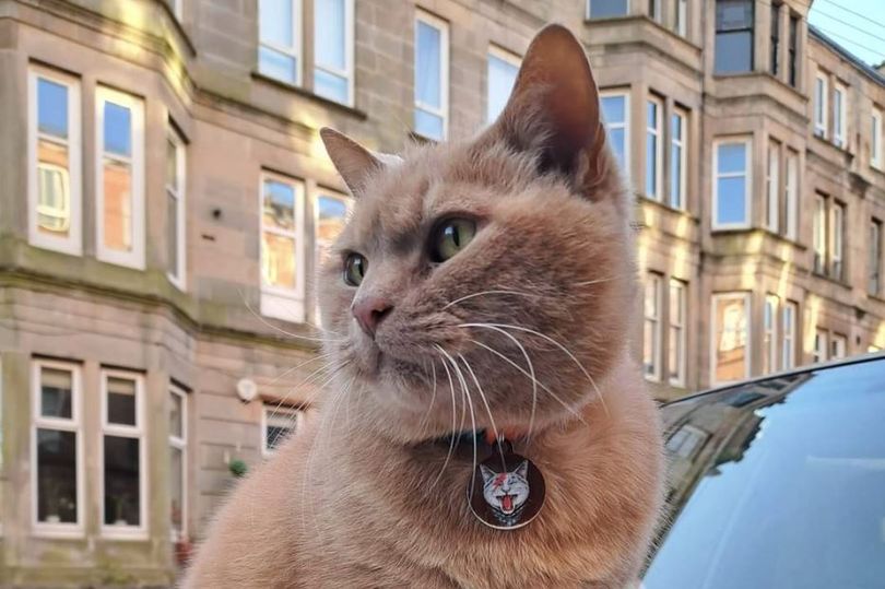 Calls for mural for 'Mayor of Shawlands' as beloved street cat Freddie ...