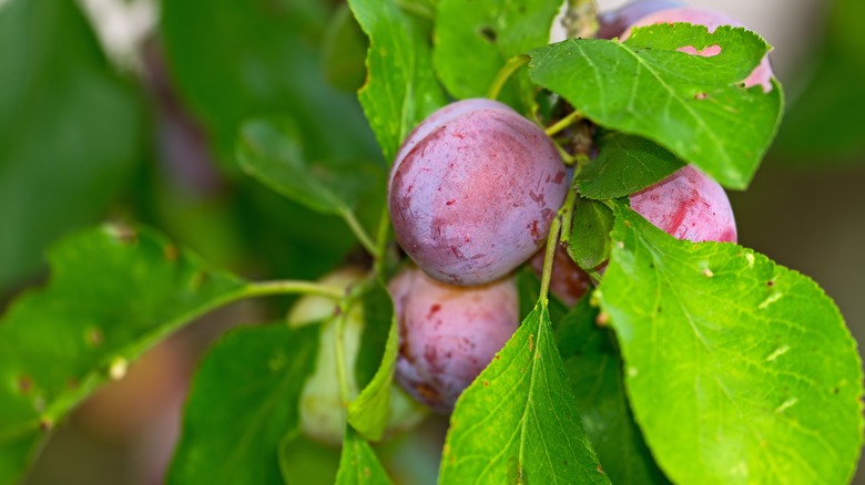 How To Prepare A Plum Pit To Ensure That It Turns Into A Thriving Tree