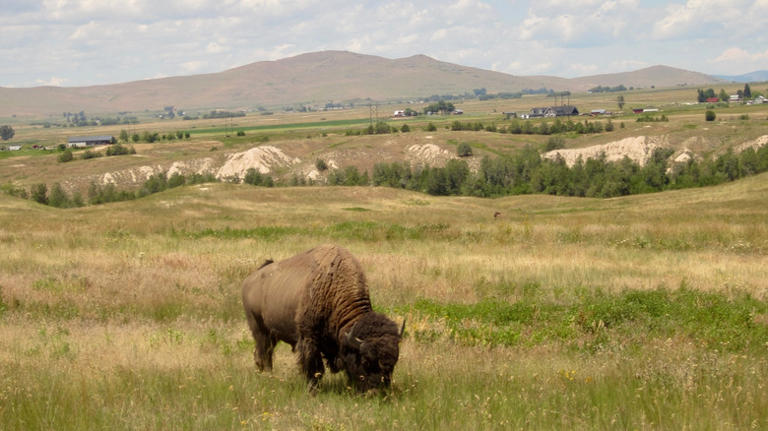 Montana's Underrated Refuge Is The Best Destination To See Bison Roam ...