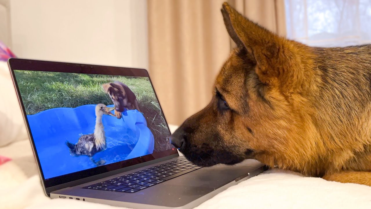 What Happens When a German Shepherd Sees Himself?