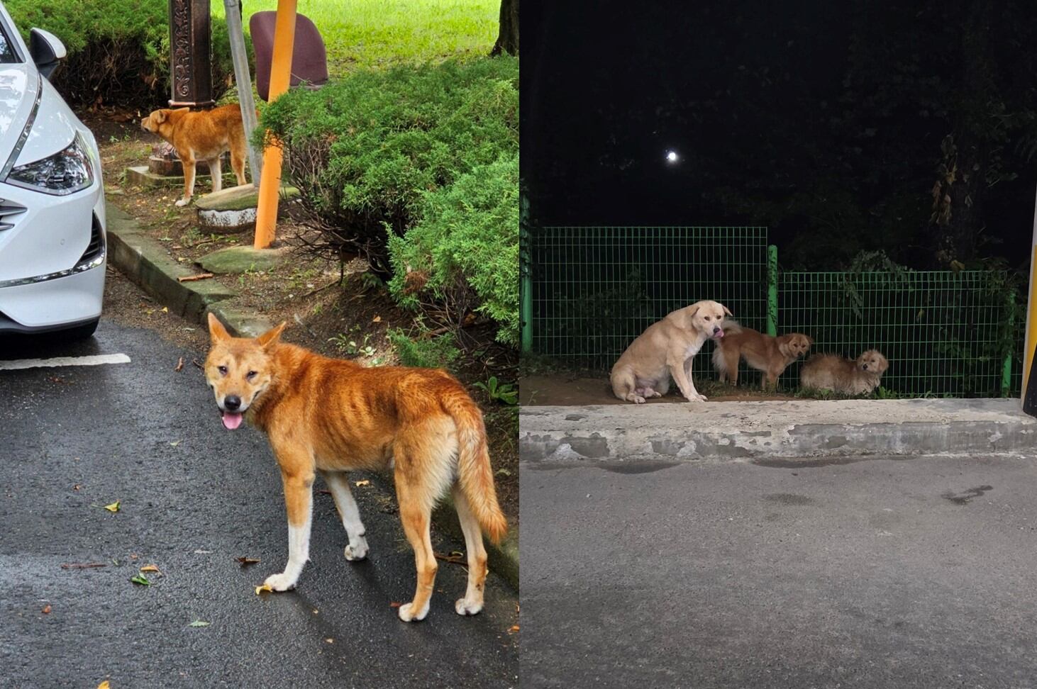 Stray Dog Packs Near Seoul National University Prompt Student Safety Tips