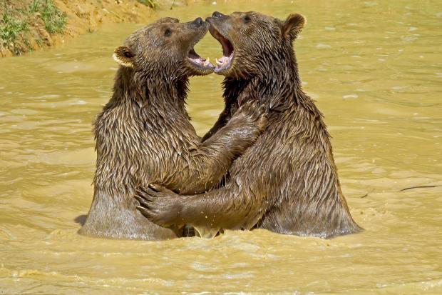 Your best PHOTOS of Benji and Balu rescue bears at Wildheart Sanctuary