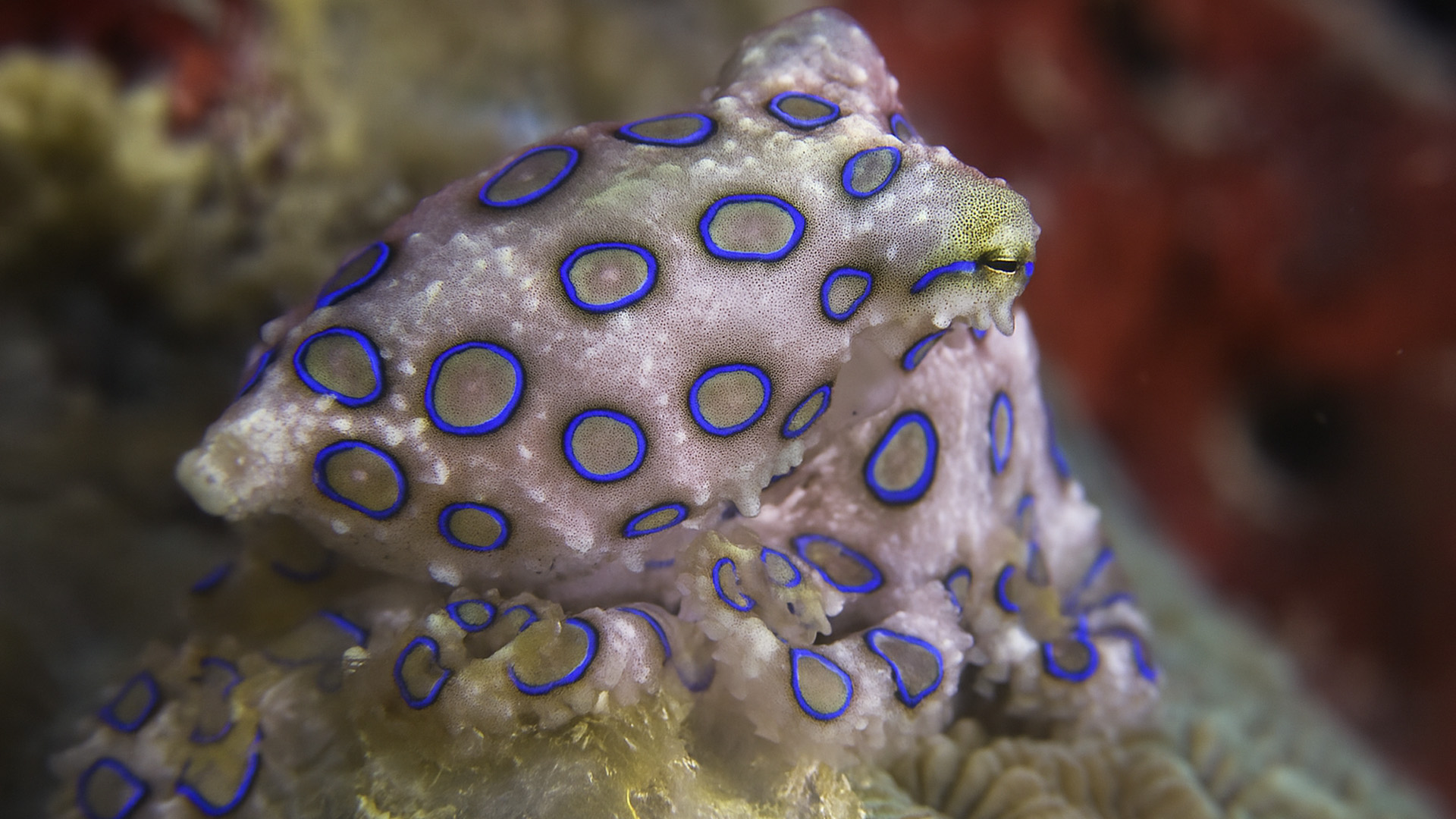 Keindahan Mematikan Laut Biru Australia