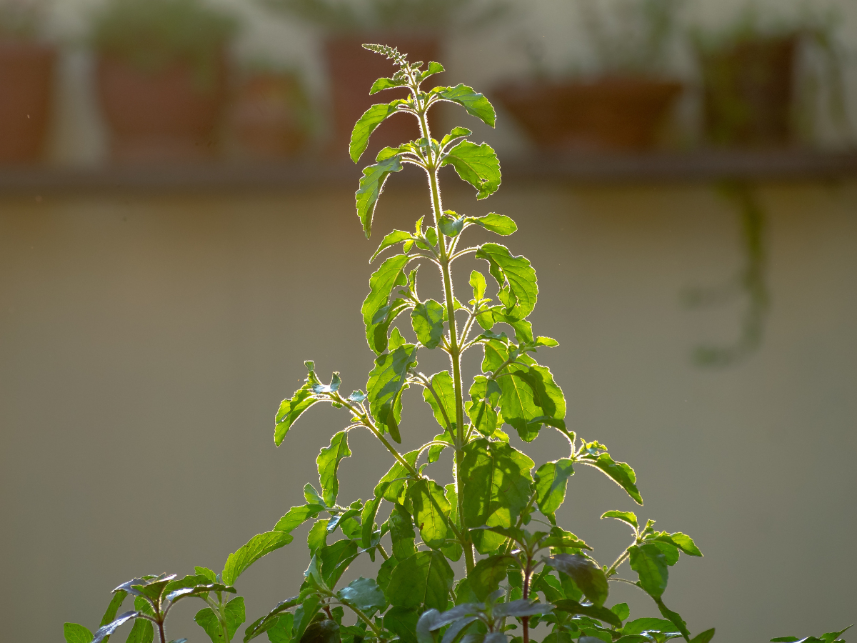 5 indoor plants that naturally keep mosquitoes away