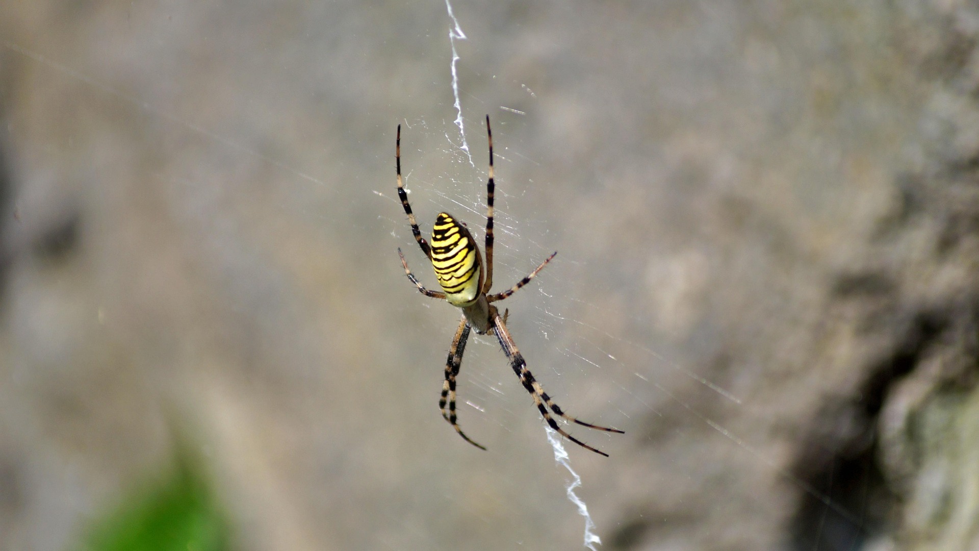 Spiders weave secret alarm system through web zigzags for prey ...