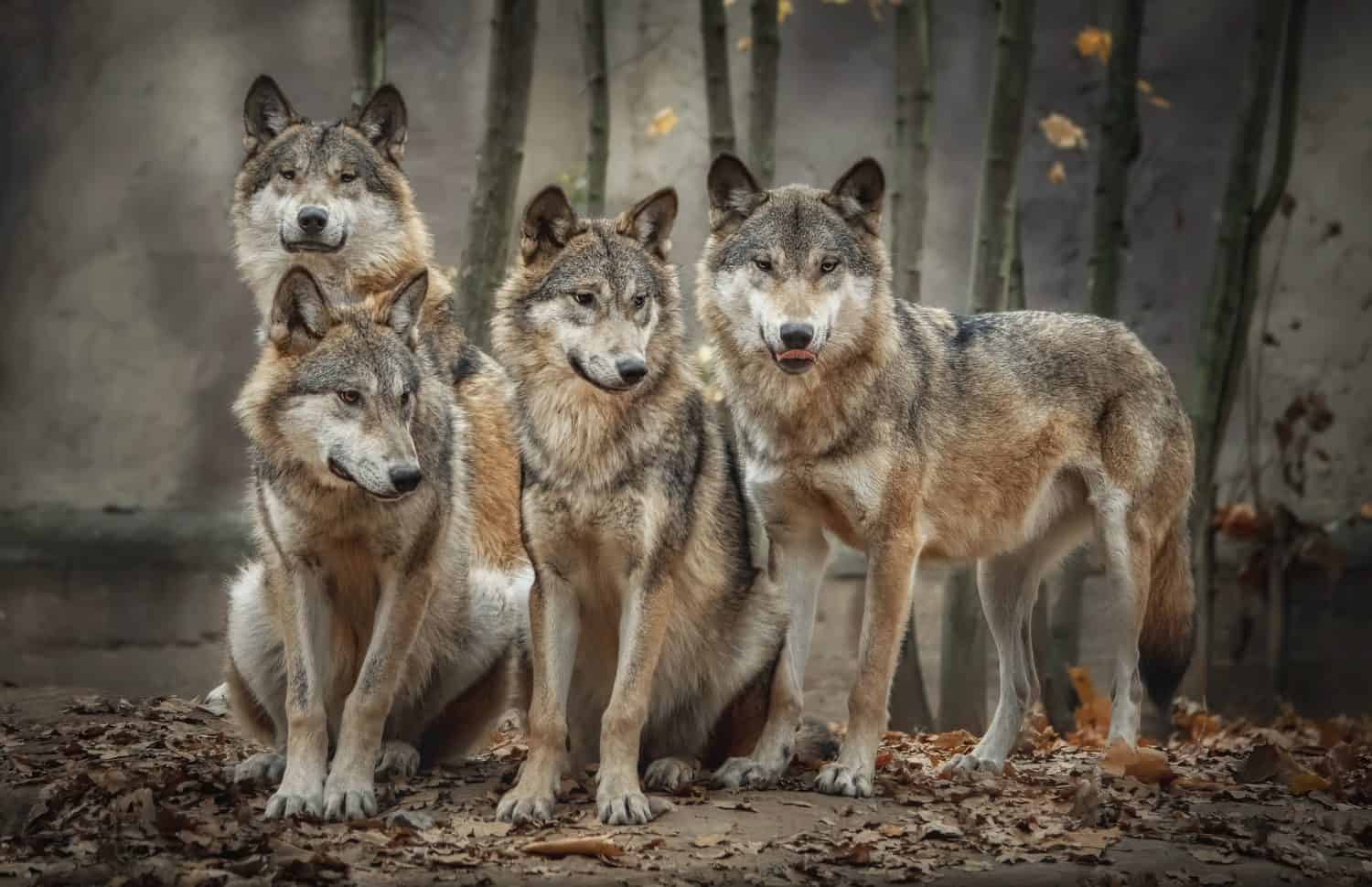 These are the 10 largest wolves in the world