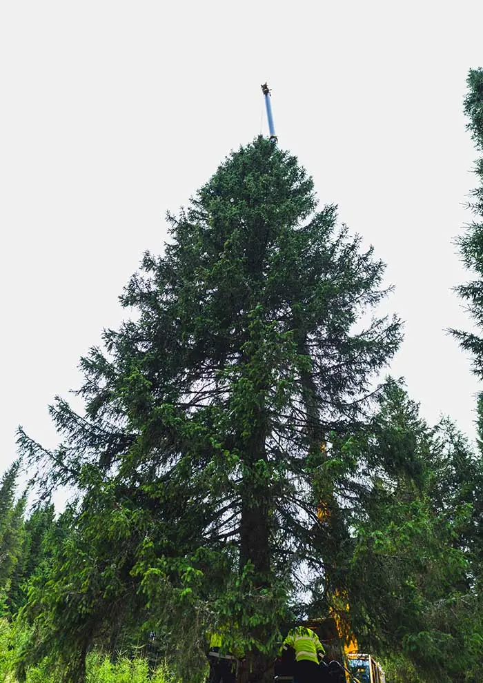 Grazer Hauptplatz bekommt am Montag seinen Christbaum