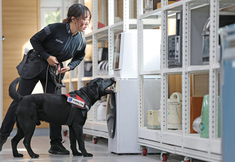 Detection Dogs 'Nose of the Border' Tackle Sophisticated Drug Smuggling ...
