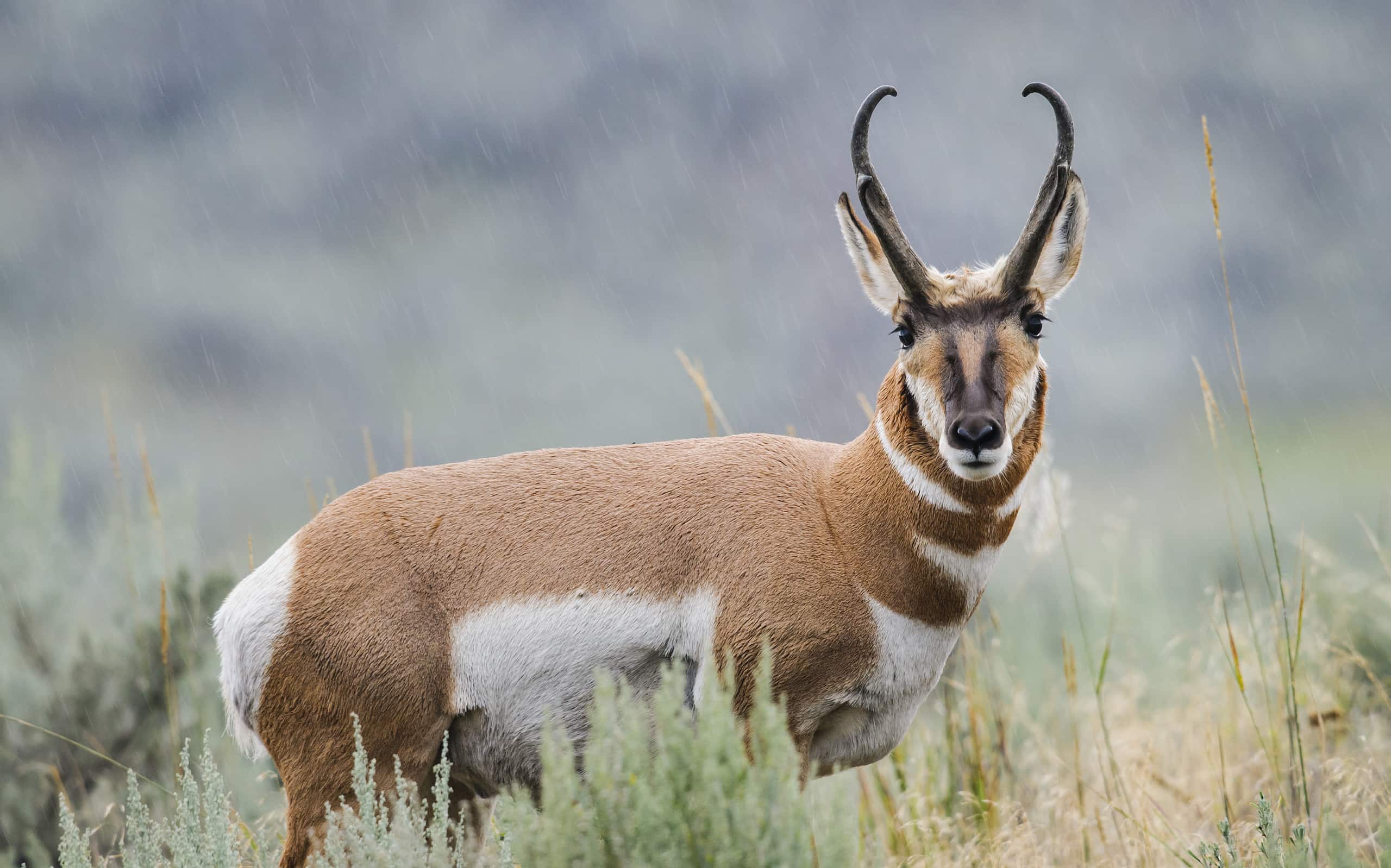 Meet the Animals Living in Petrified Forest National Park