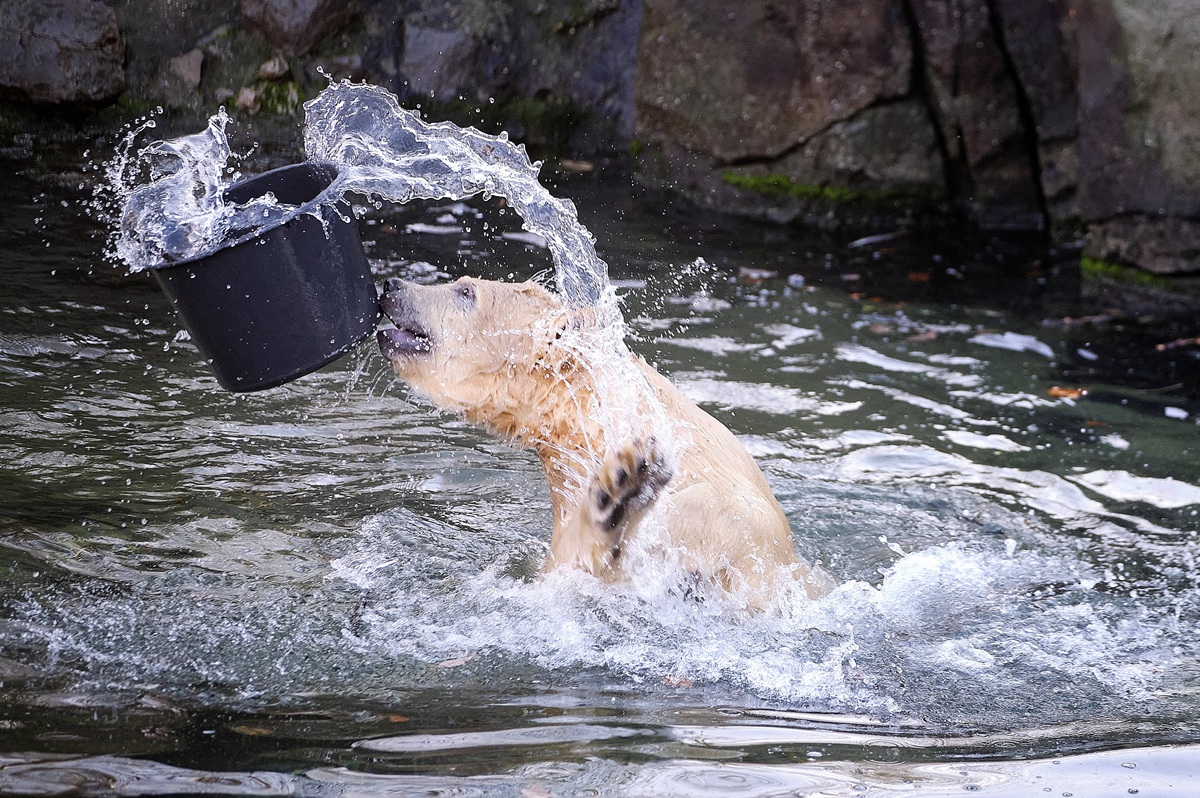 Tierpfleger aus dem Zoo Hannover sprachlos – "Das erlebt man auch nicht ...